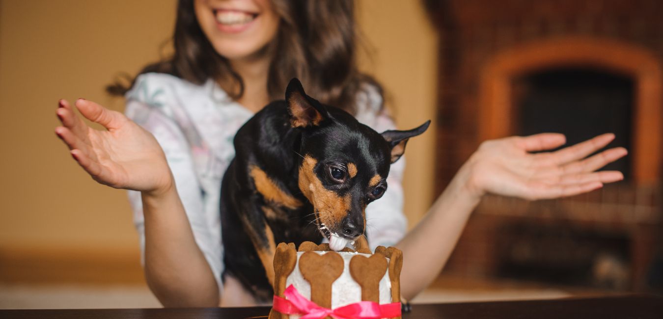 How to Ship a Dog Cake with Dog Safe Frosting – Pastries 4 Pets Inc.